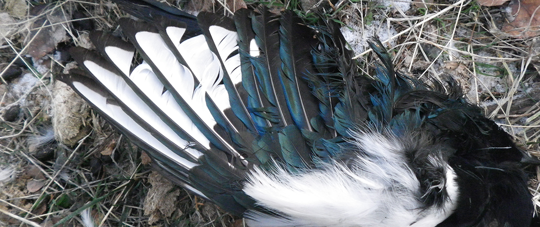 A Wake in the Stillness of Morning: A Bird Funeral - A Yellowstone Life