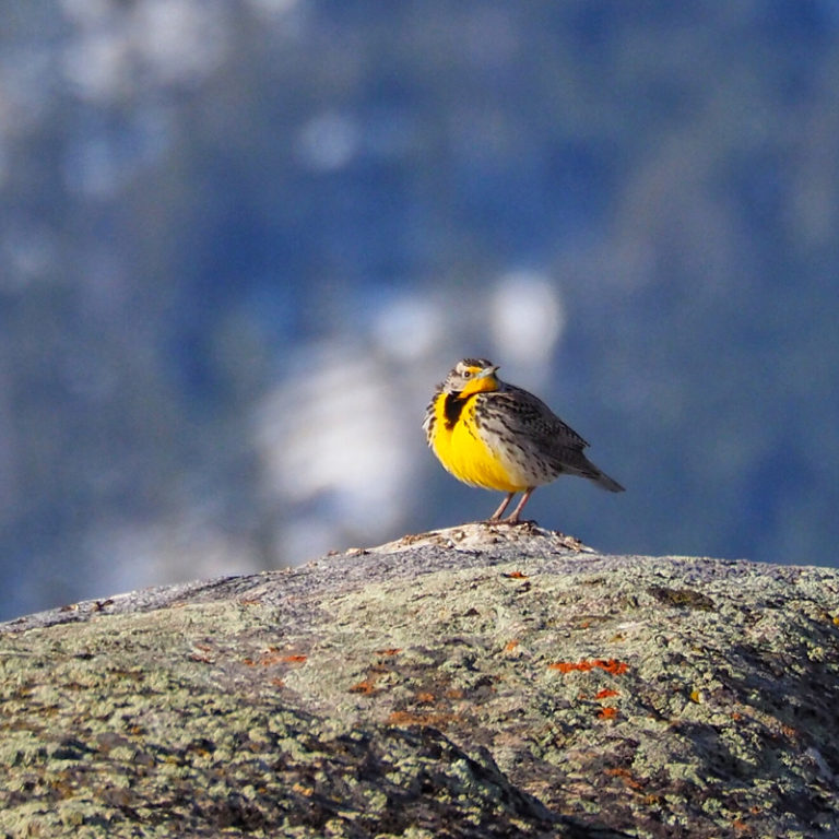 Five Signs Its Actually Spring In Yellowstone - A Yellowstone Life
