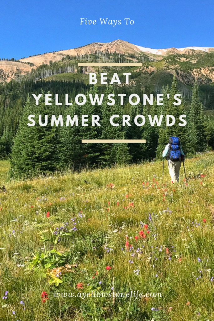 Five Ways to Beat Yellowstone's Summer Crowds - A Yellowstone Life