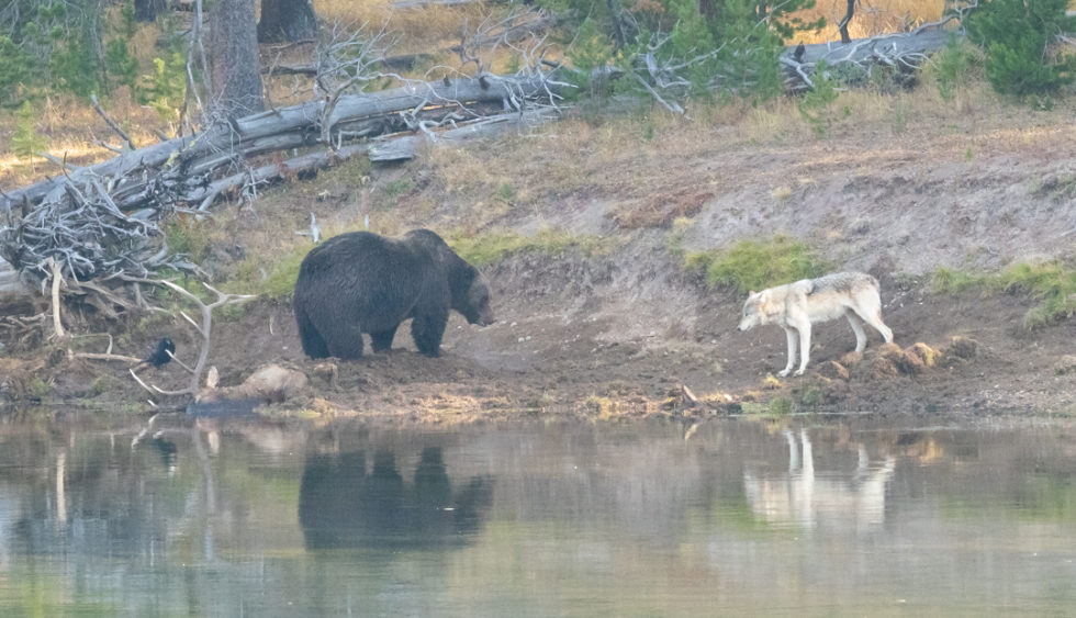 Grizzly Bear Behavior on Elk Carcass - A Yellowstone Life