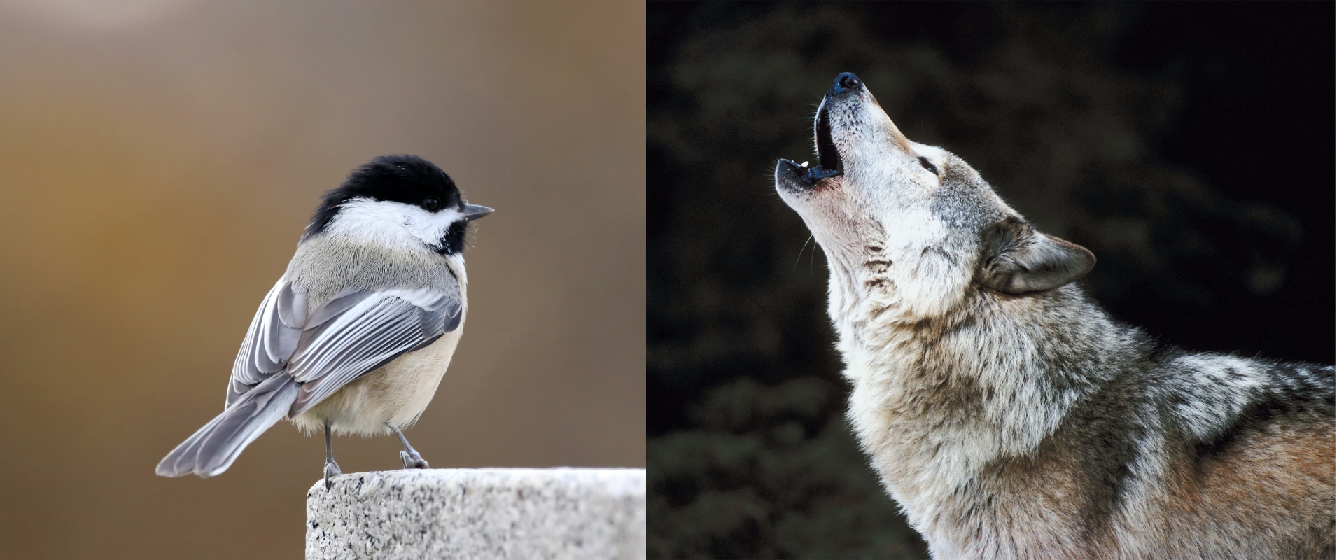Decoding Animal Language: Front Row Seats To A "Wild" Play - A ...