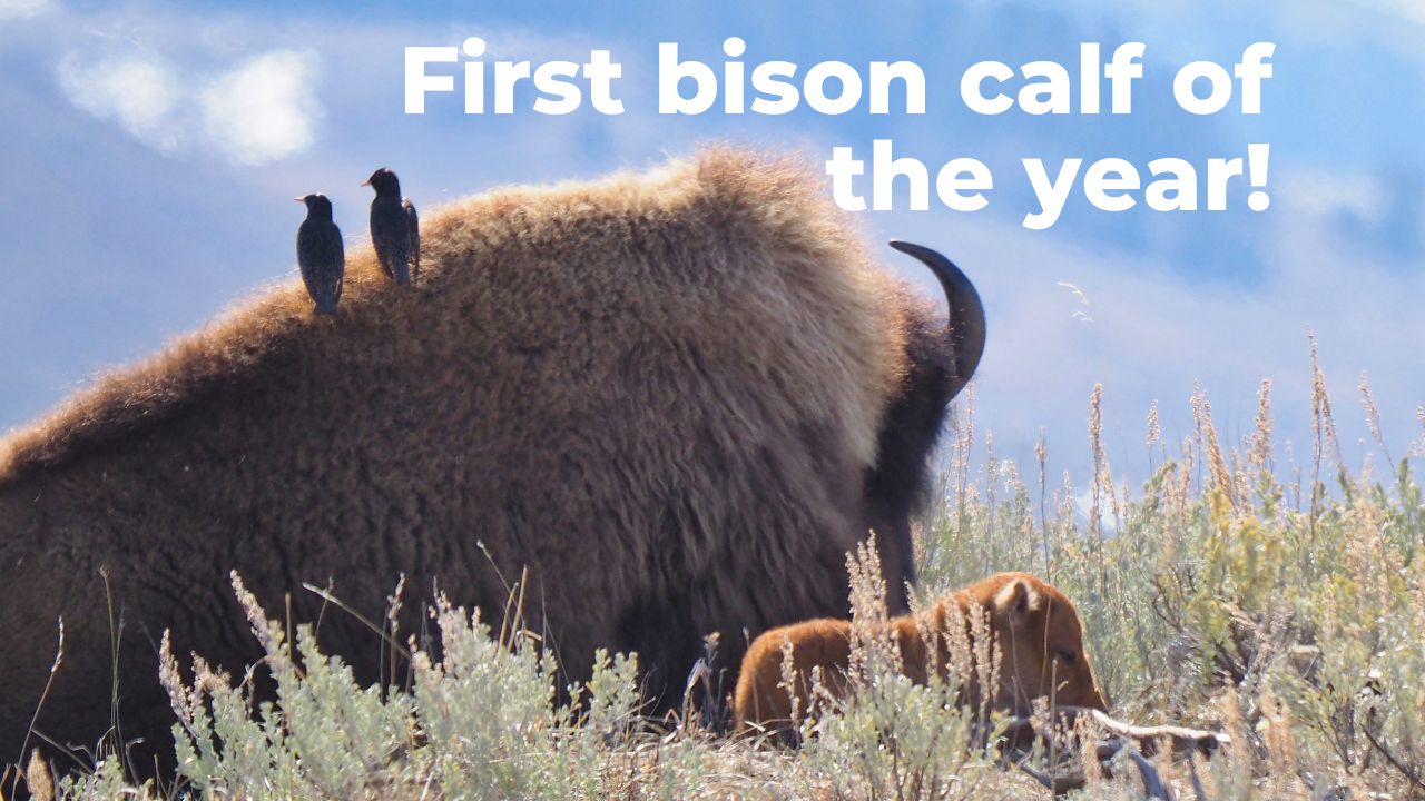 Grizzly Bears, Wolves, and Bison Calves: First Spring Wildlife in ...